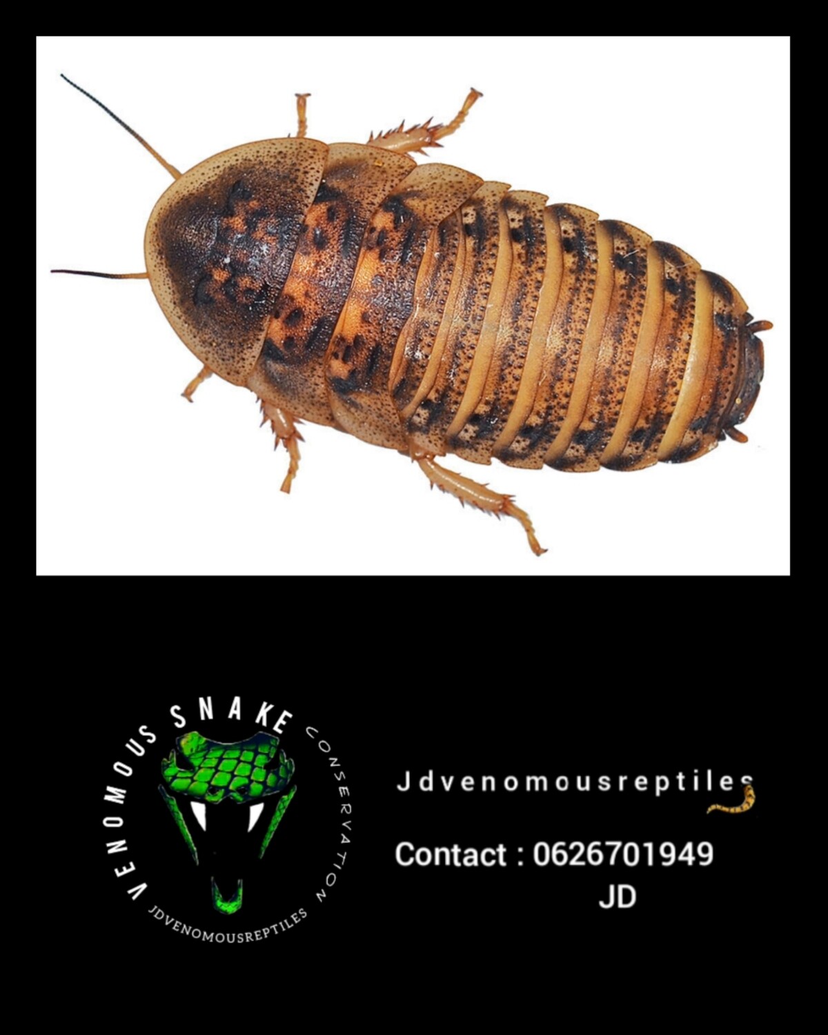 Dubia Roaches