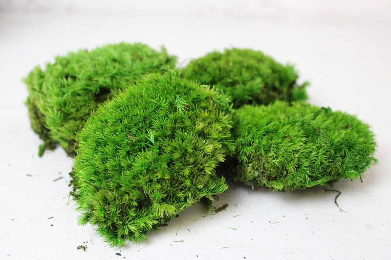 Moss