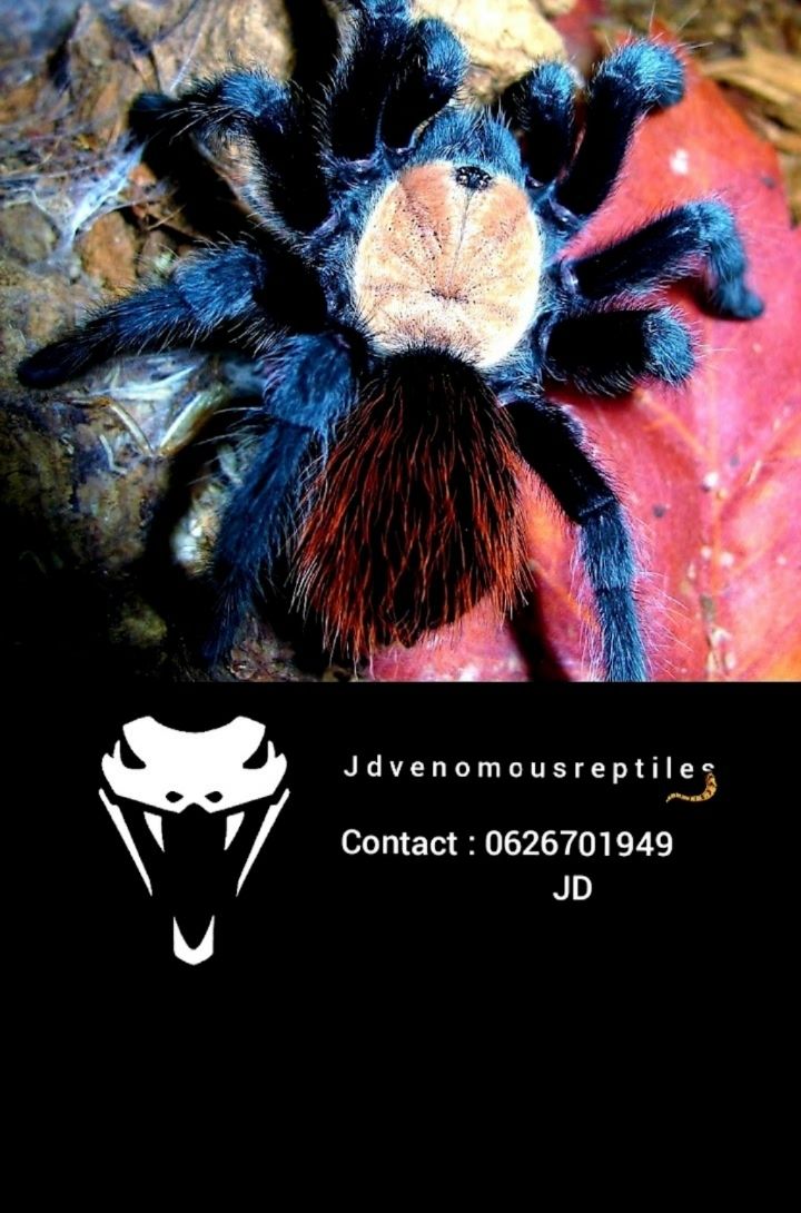 Brachypelma Albiceps MM