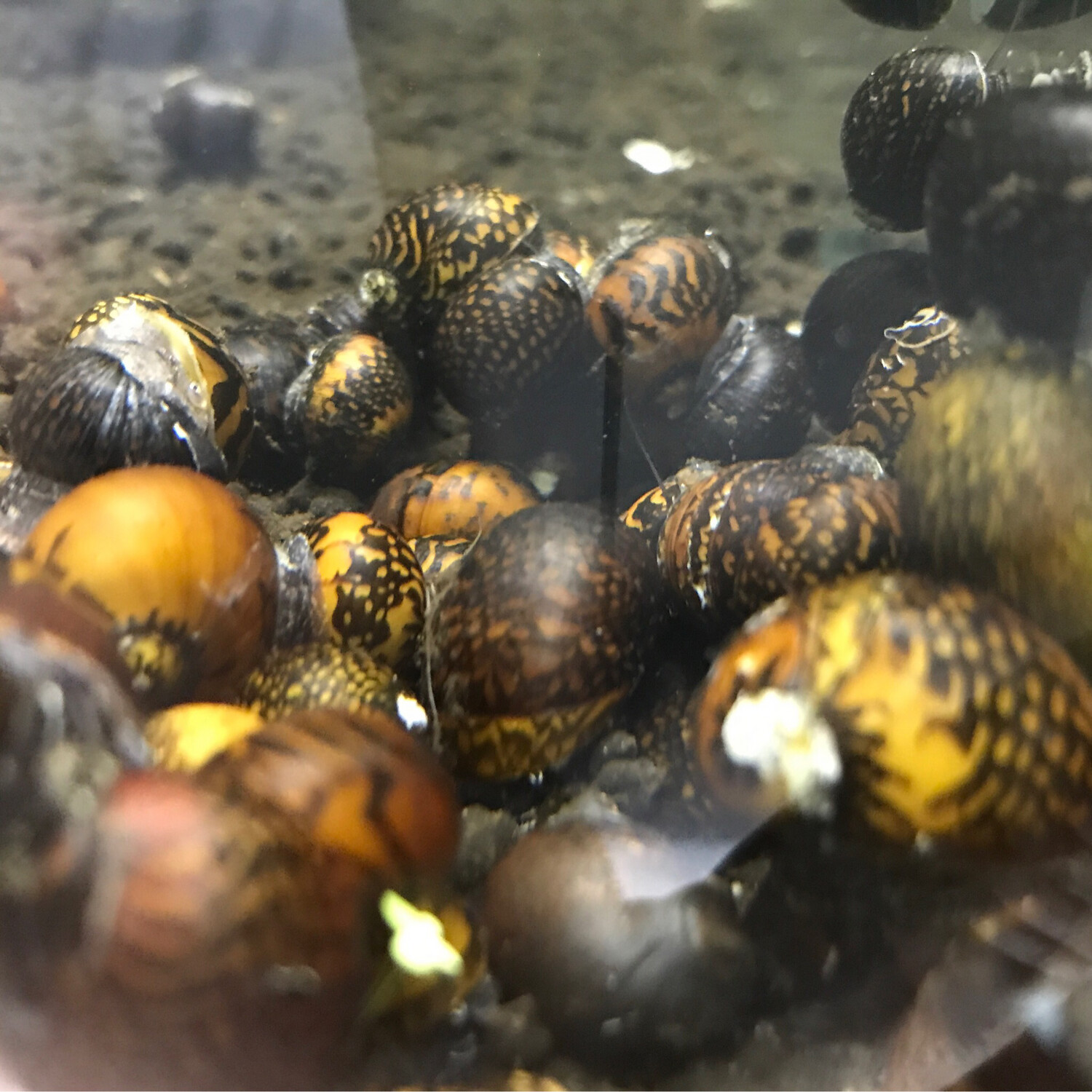 ANGEBOT Mosaik/Batik Rennschnecke B Grade