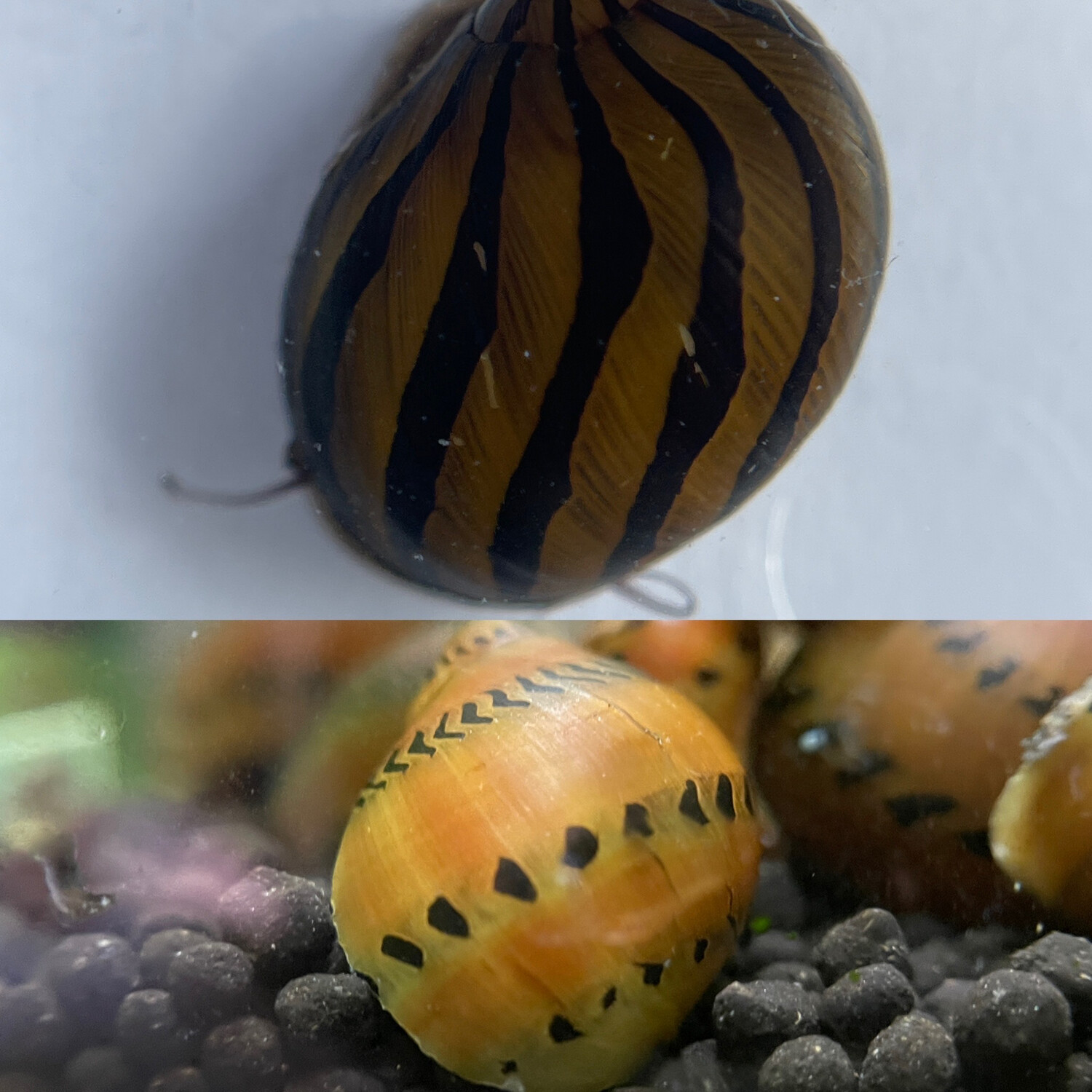 Rennschnecken 3x Zebra und 3x Orange Track