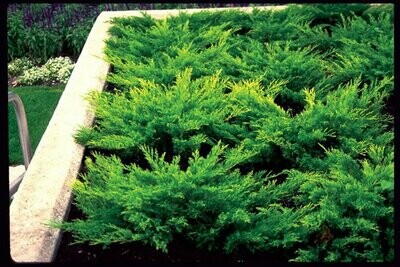Online Tree Nursery Lakeland Alberta | Eclipse Landscaping