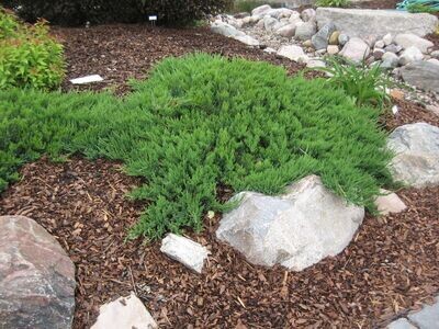 Online Tree Nursery Lakeland Alberta | Eclipse Landscaping