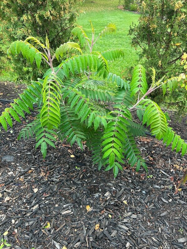 Eclipse Landscaping & Online Nursery | Online Store