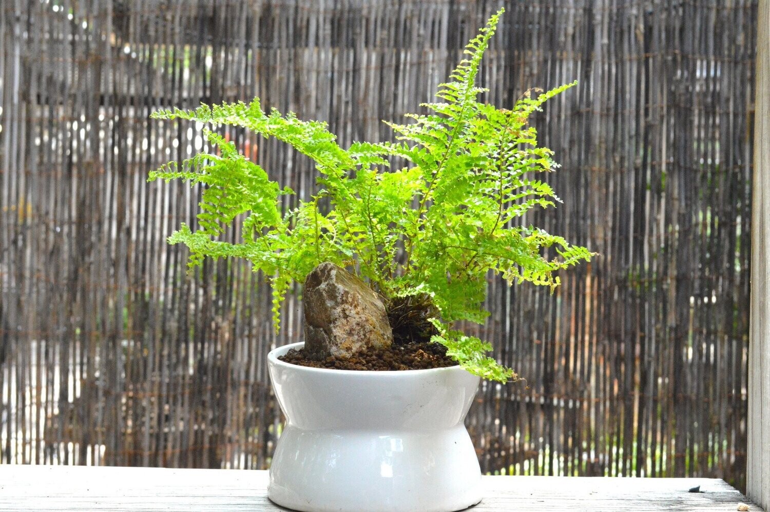 Asparagus Fern Bonsai