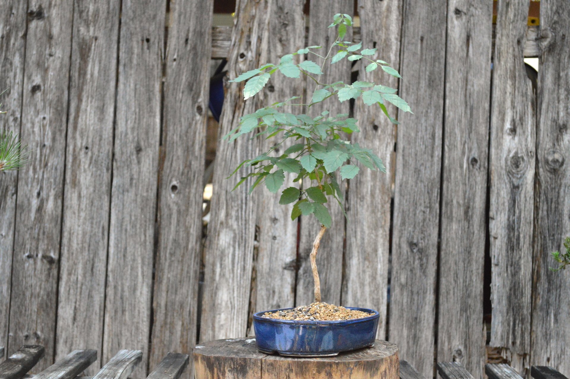 Bonsai Trees | Fort Worth, TX | 817-534-3220