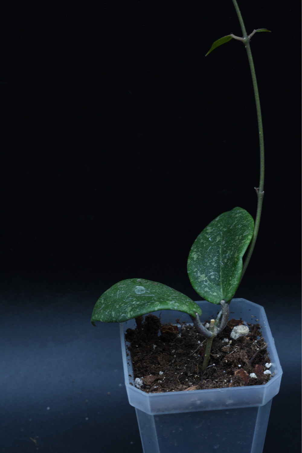 Hoya Wibergiae