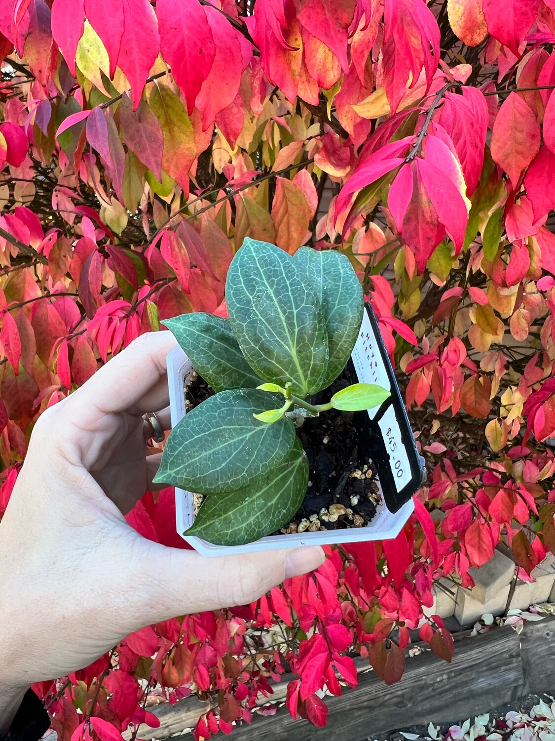Hoya Fitchii
