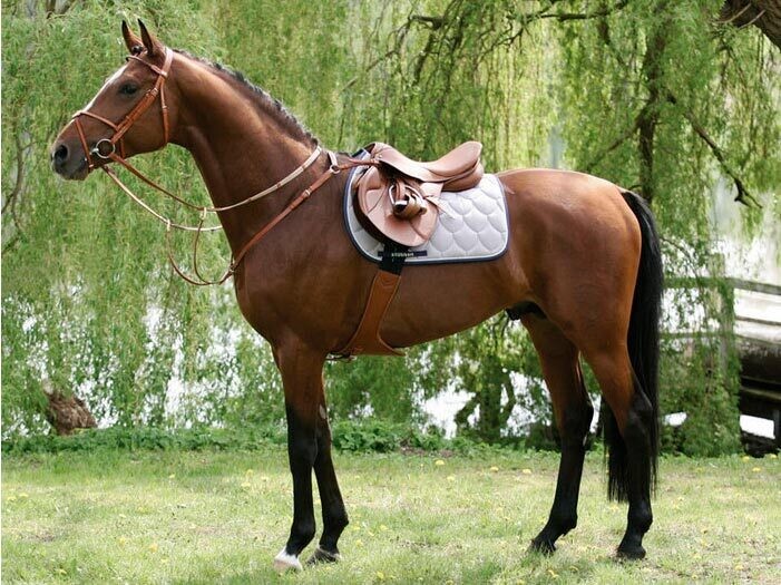 EQUIPEMENT DU CHEVAL