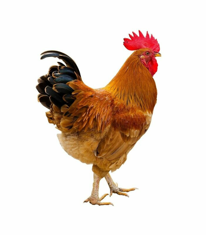 Orlando Halal Fresh Poultry. Live Poultry, Livestock, & Meat Market