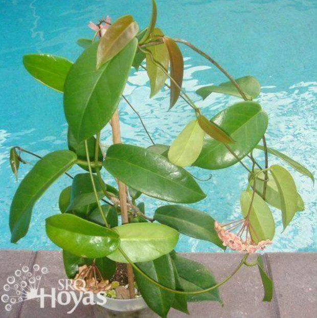 Hoya Subcalva