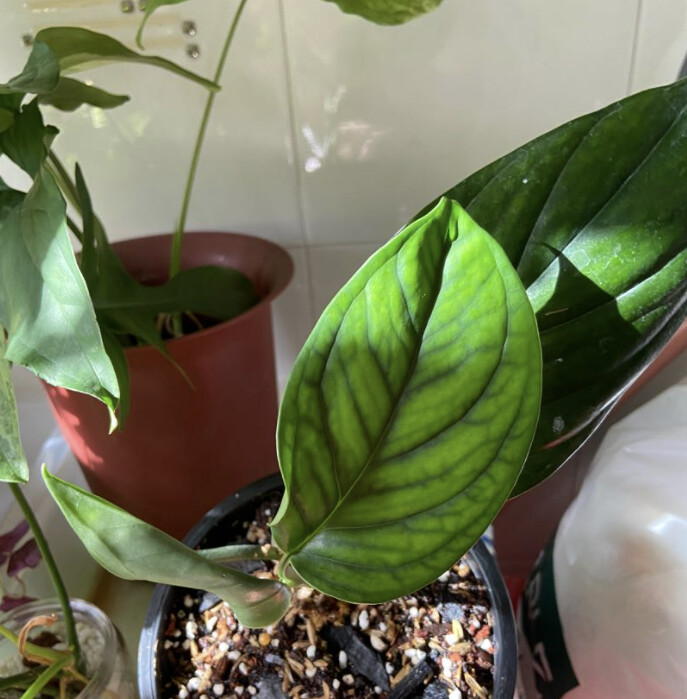 Monstera Radicans Show
