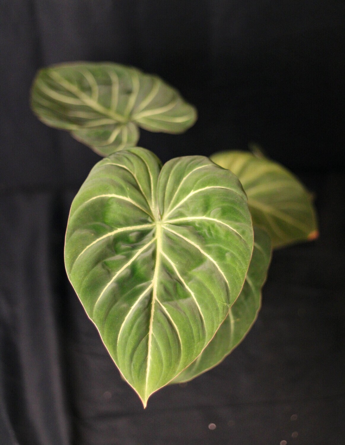 Philodendron Gloriosum "Zebra" - A