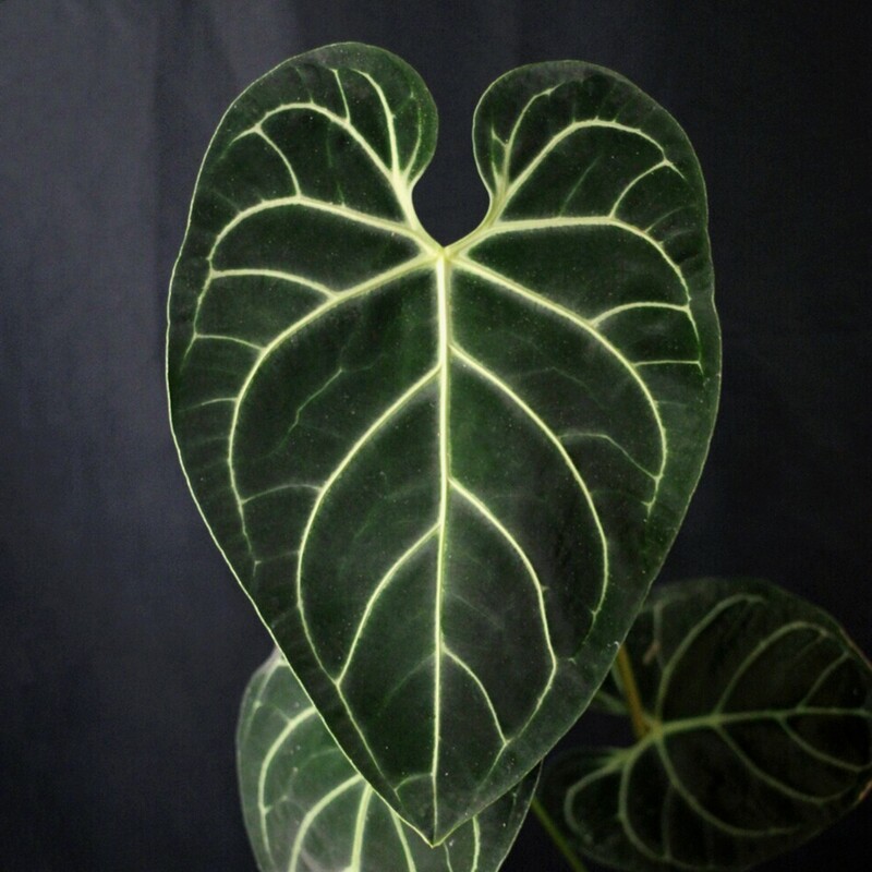 ANTHURIUMS