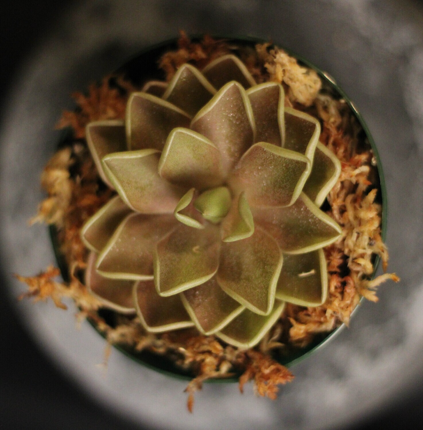 Pinguicula Emarginata x Jaumavensis