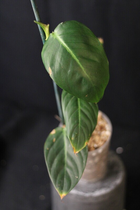 Philodendron Angel - A