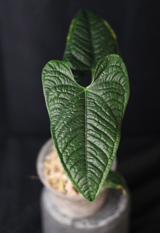 Anthurium Lappoanum - A