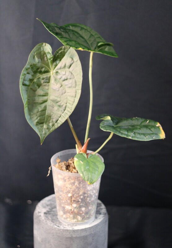 Anthurium Forgetti x Luxurians - A