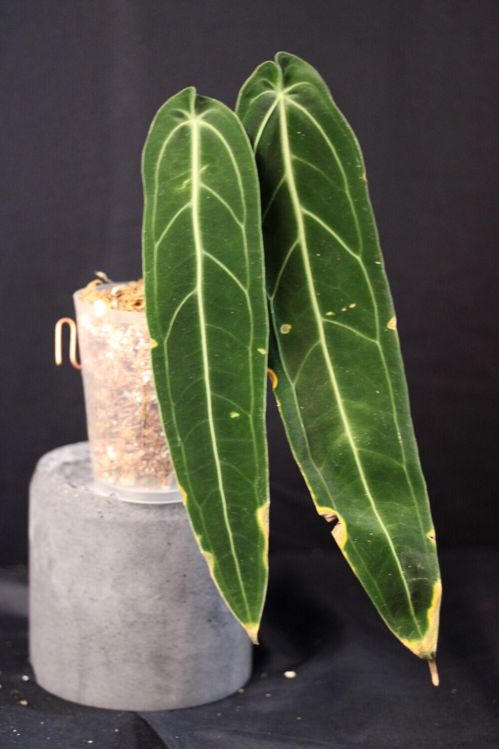 Anthurium Warocqueanum - C