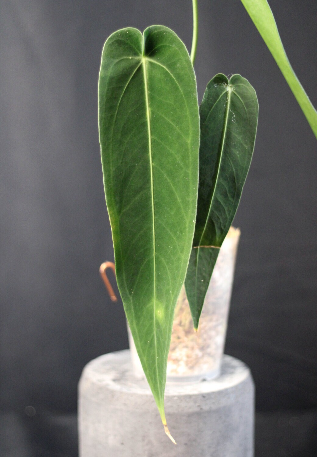 Anthurium Warocqueanum x Waterburyanum - A
