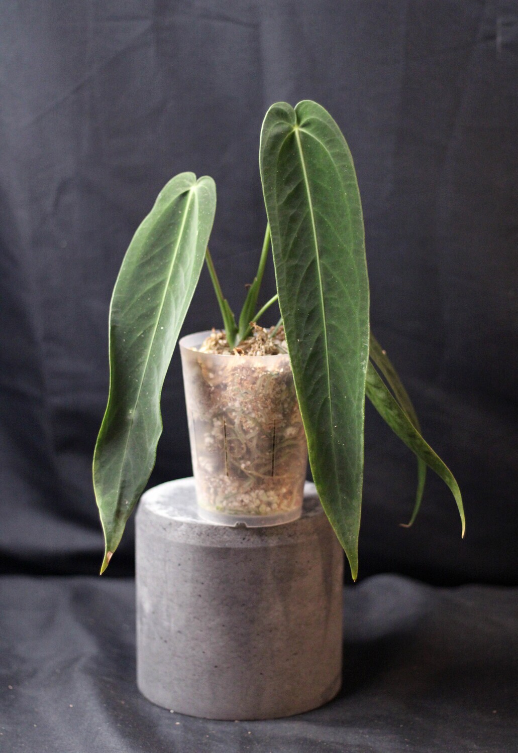 Anthurium Warocqueanum x Waterburyanum - A