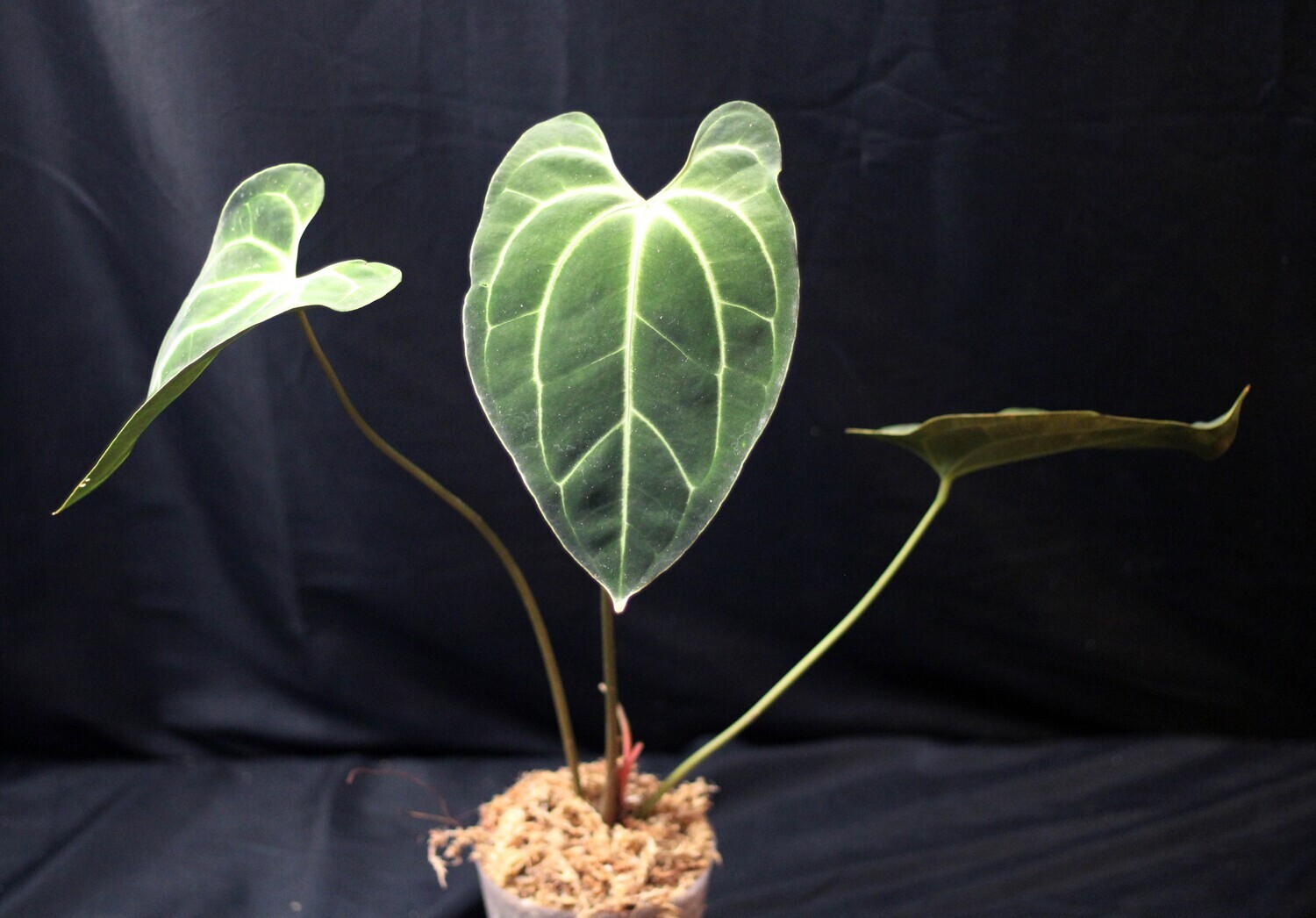 Anthurium Besseae cf - A