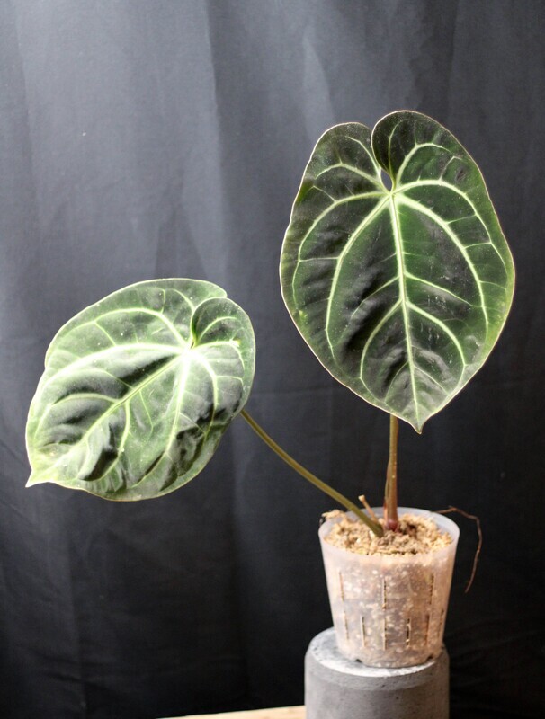 Anthurium CF. Besseae - A