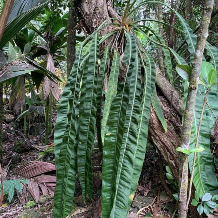 Anthurium sp. Morona
