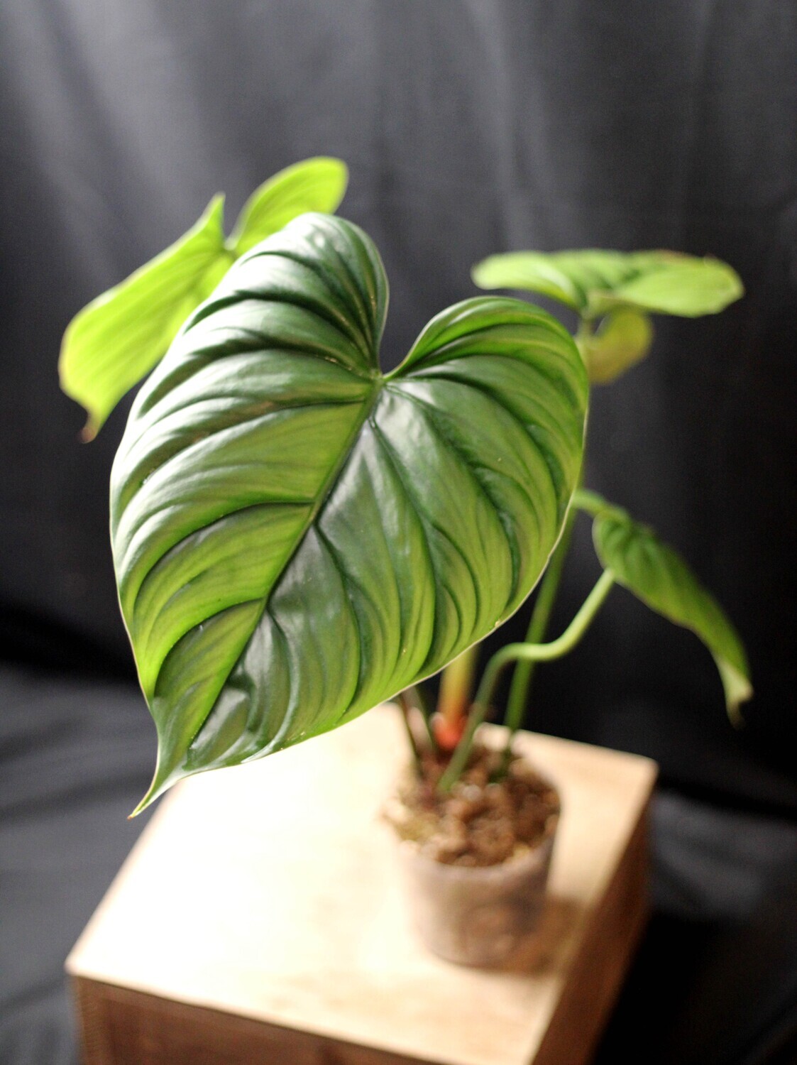 Philodendron sp. Colombia "Platinum" - A