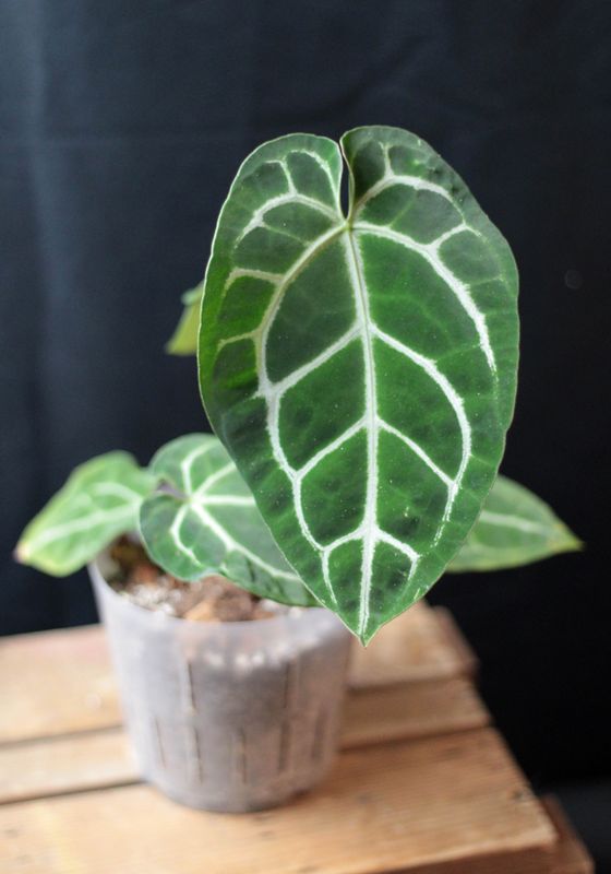 Anthurium Crystal Hope Hybrid