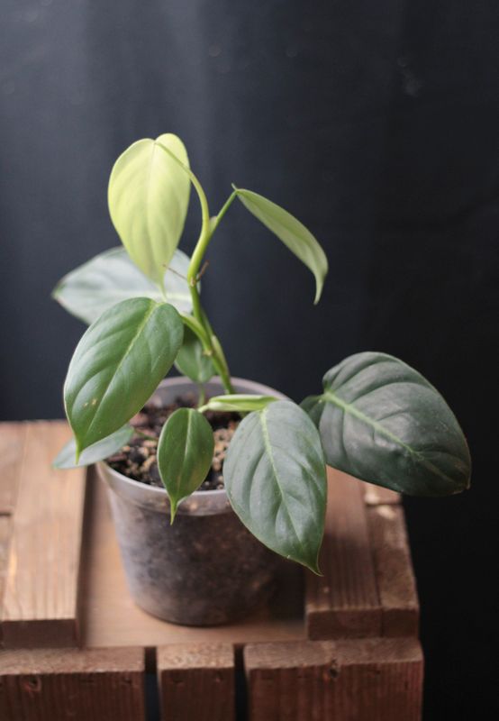 PHILODENDRONS