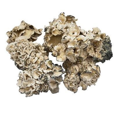 Champignon Magique Quebec | Magic Mushrooms Quebec