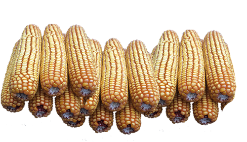 40 lb Bulk (no bags) case of ear corn – Daily Family Farms – Enjoy the ...