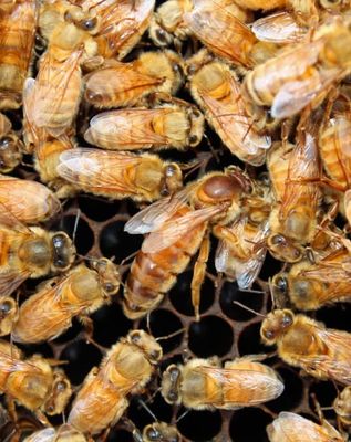 Queens & Bees – Store – BeeWeaver Honey Farm