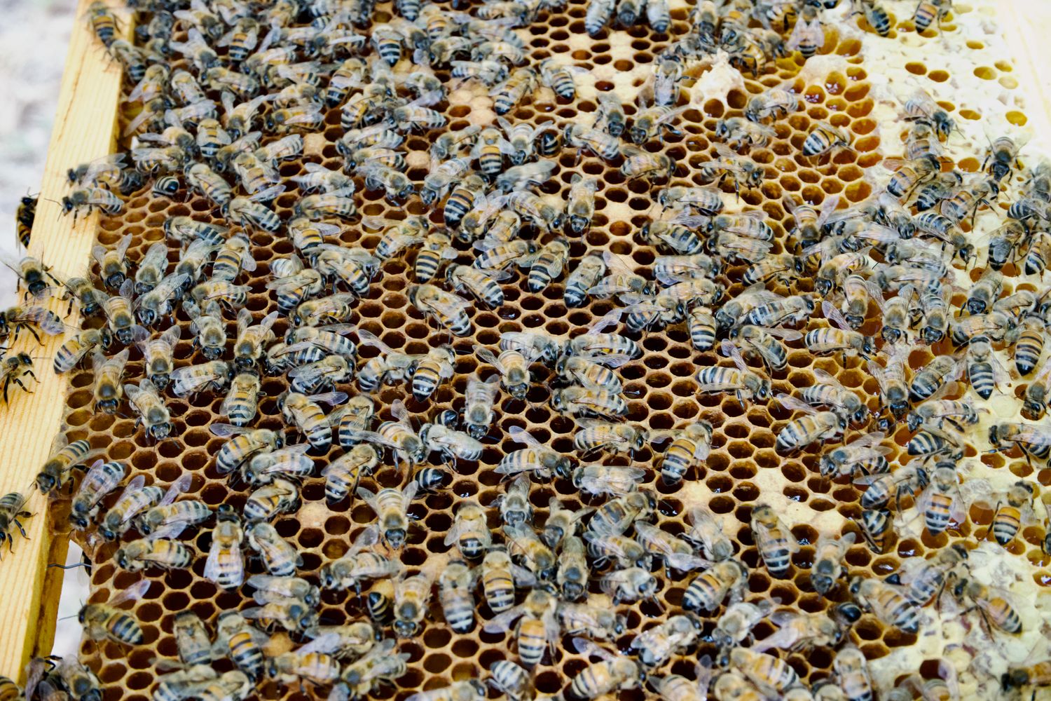 Queens & Bees – Store – BeeWeaver Honey Farm