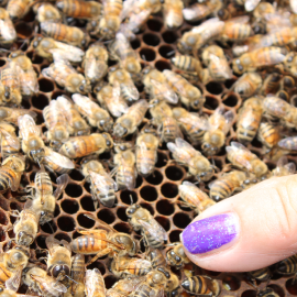 Queens & Bees – Store – BeeWeaver Honey Farm