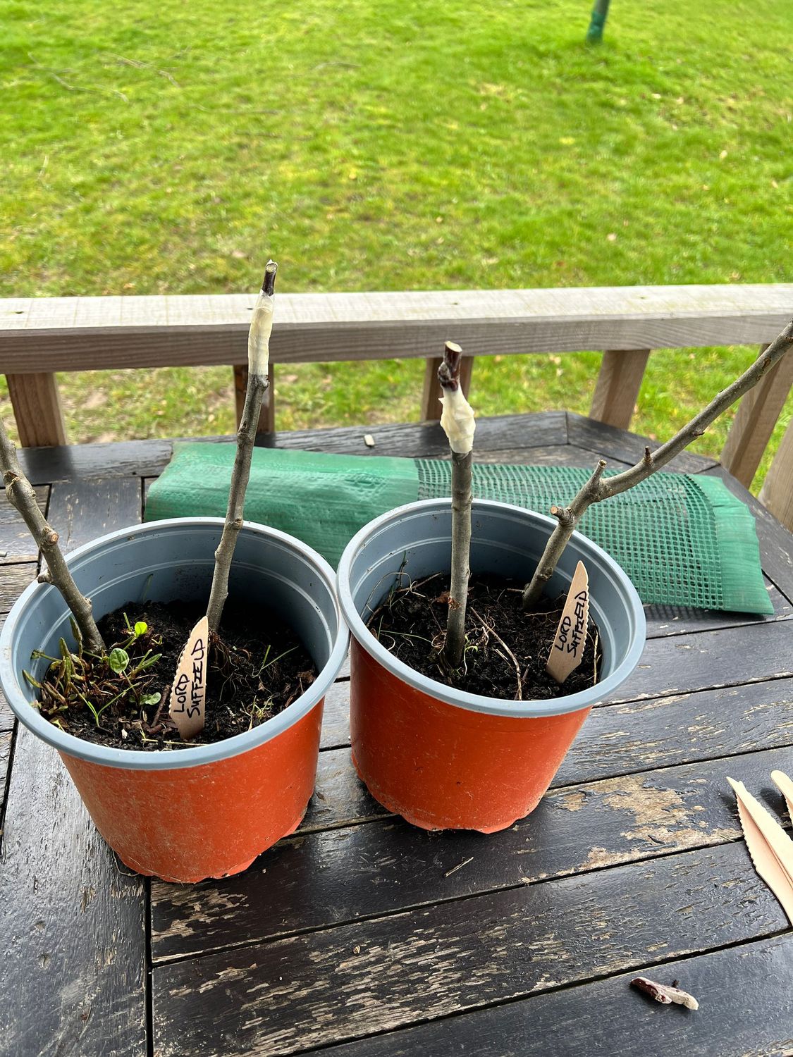 Apple Tree Grafting Workshop Saturday 8th February 2025