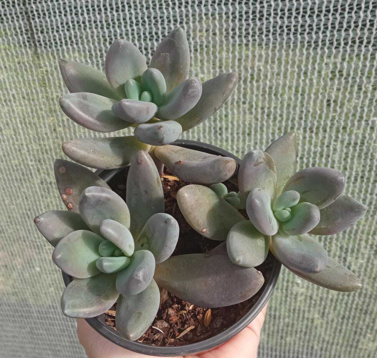 Sedeveria Blue Mist. Maceta 9