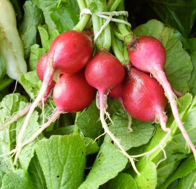 Early Scarlet Globe Radish Seeds