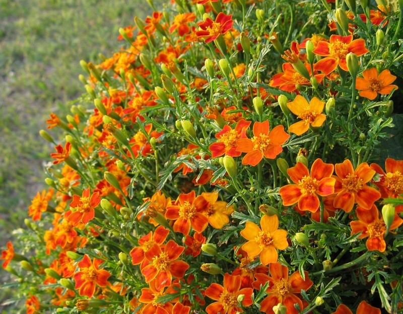 Signet Marigold Seeds