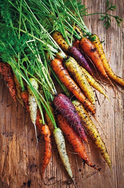 Rainbow Mix Carrot Seeds