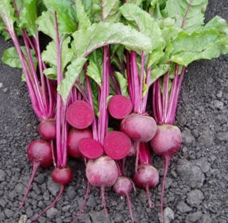 Merlin Hybrid Beet Seeds