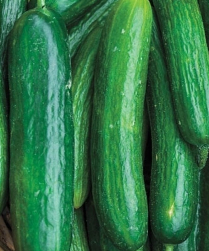 Cucumber