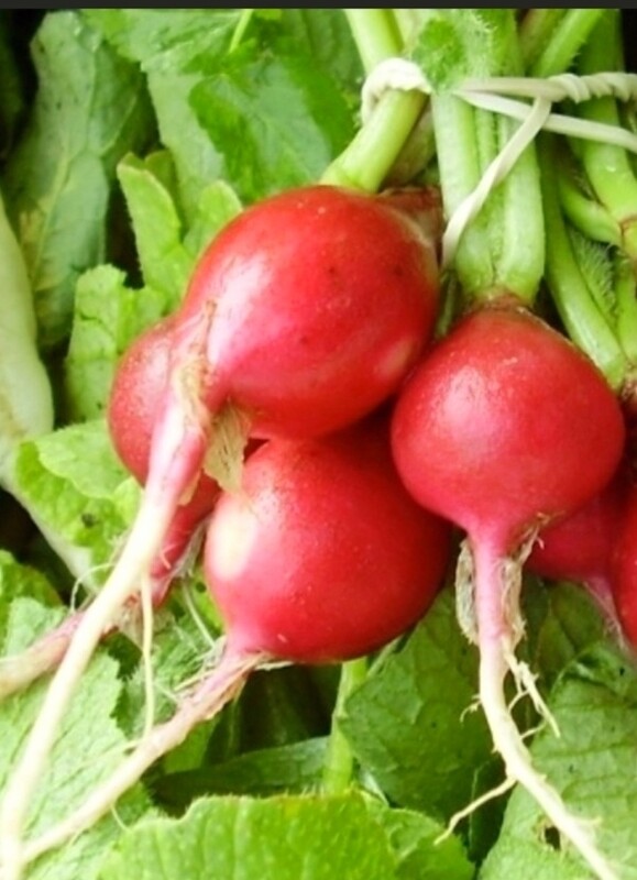 Radish