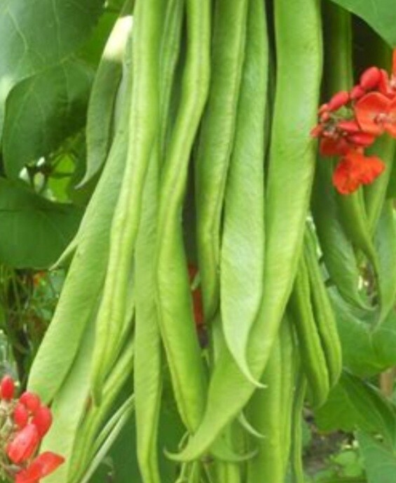 Heirloom Sunset Runner Bean Seeds