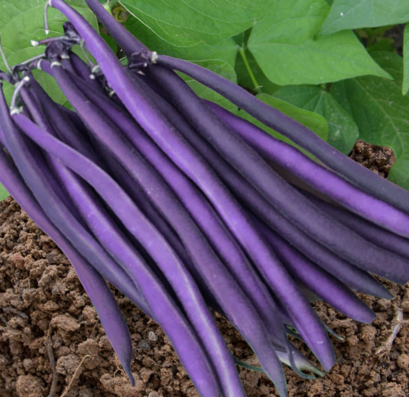 Celine Organic Bean Seeds