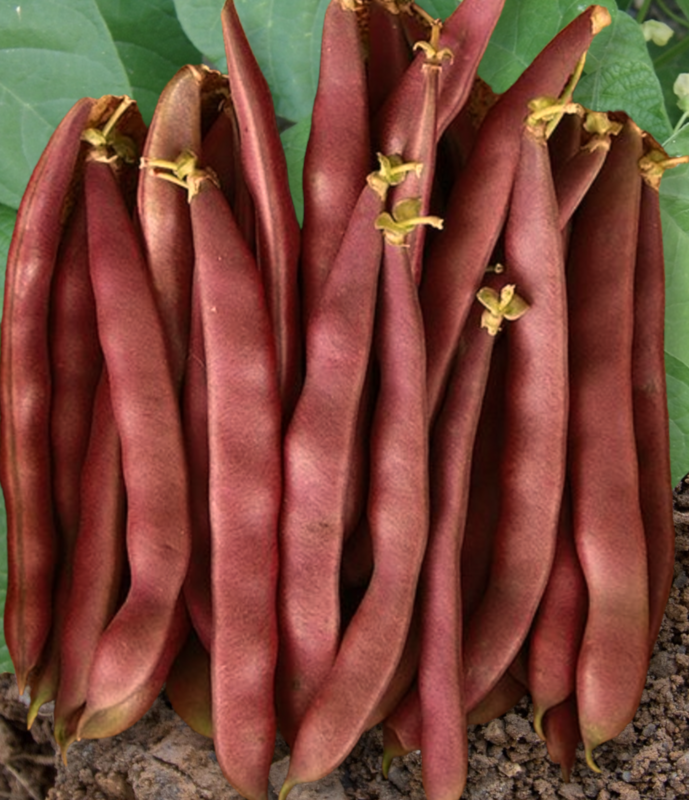 Heirloom Red Swan Bush Bean Seeds