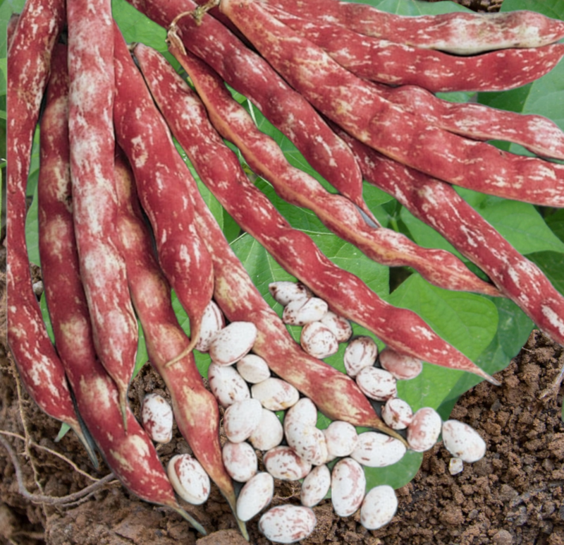 French Horticultural Bean Seeds
