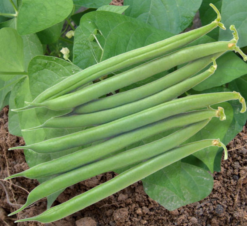 Jade Bush Bean Seeds