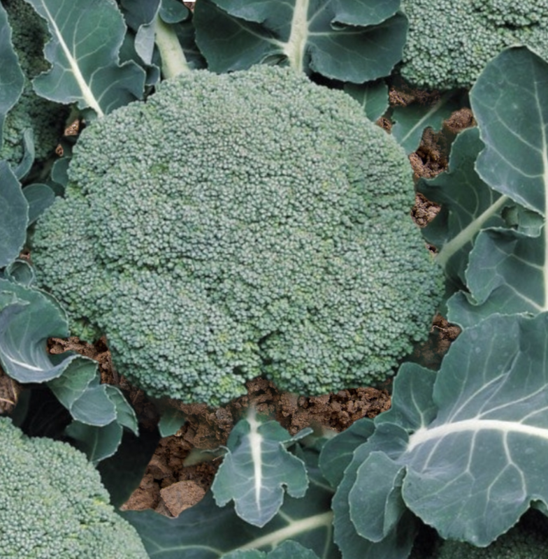 Belstar Broccoli Seeds